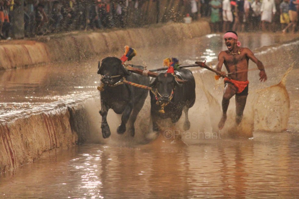 Kambala - Karnataka's Traditional Buffalo Race Thrills Us